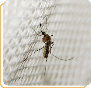 Mosquito Control - Santa Clarita, CA | Pest Arrest